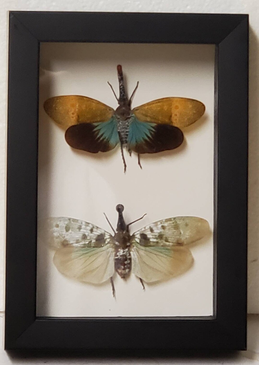 Real pairlanternfly/plant hopper pyrops clavata & pyrorhyncha - Etsy.de