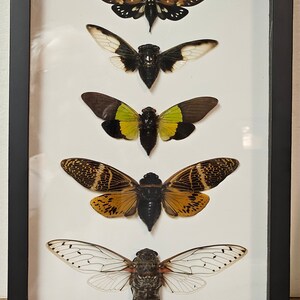 Real Framed 5 Cicada Collection From Southeast Asia in Custom Shadowbox ...
