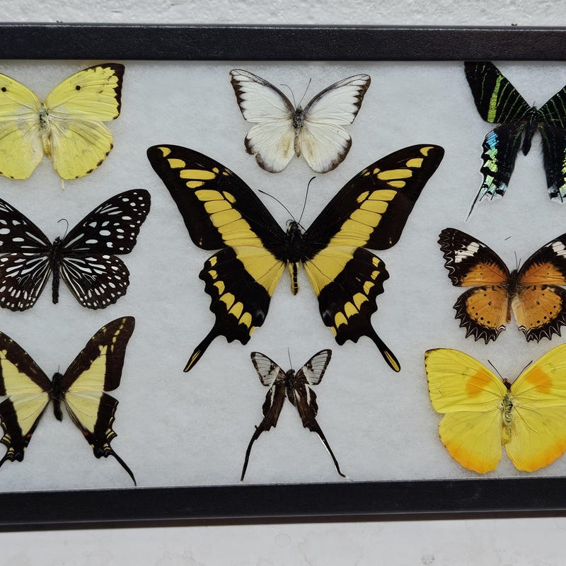 Butterfly Collection - Etsy