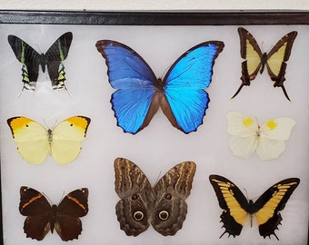 Real Framed World Wide Butterfly Collection 5 | Etsy