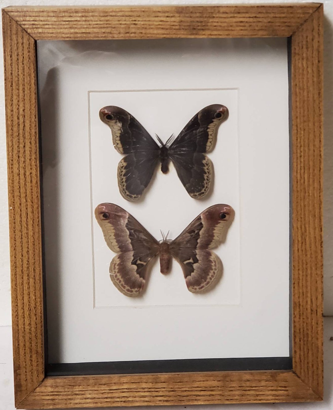 Real Framed Promethea Moth M & F From North America in - Etsy