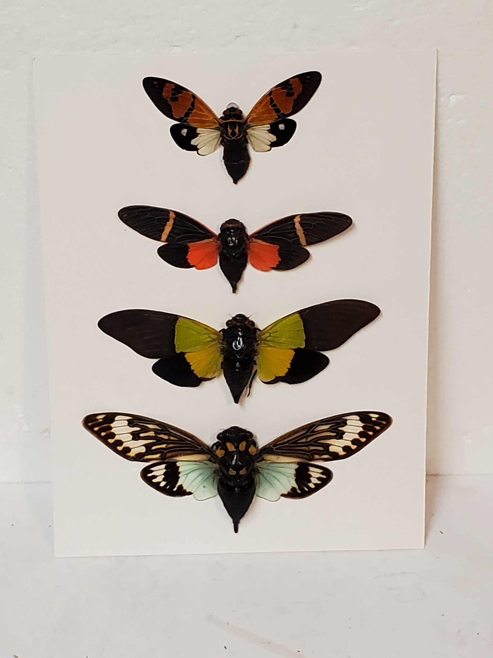 Real Framed Four Cicada Collection From Southeast Asia in a - Etsy