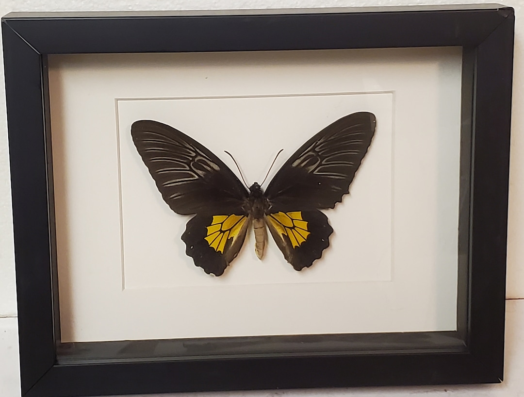Real Framed Golden Birdwing Butterfly Troides Rhadamantus - Etsy