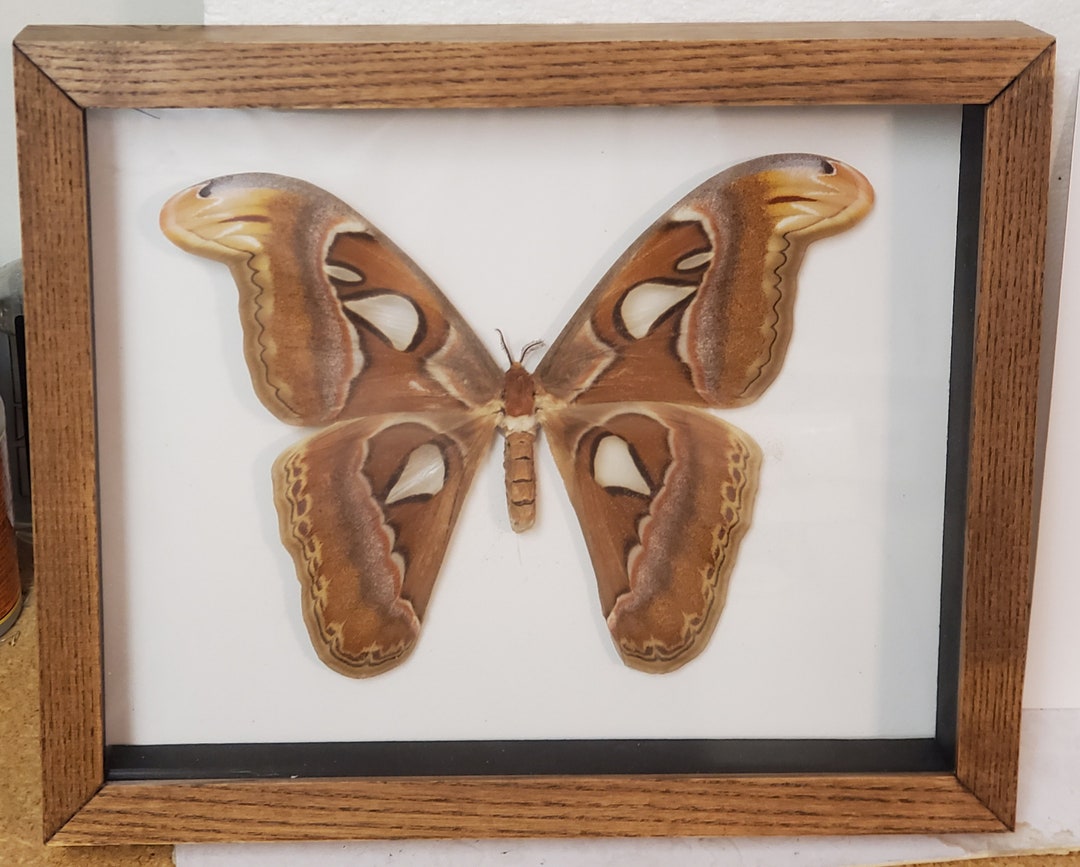 Real Framed Atlas Moth F in Custom Ash Shadowbox - Etsy