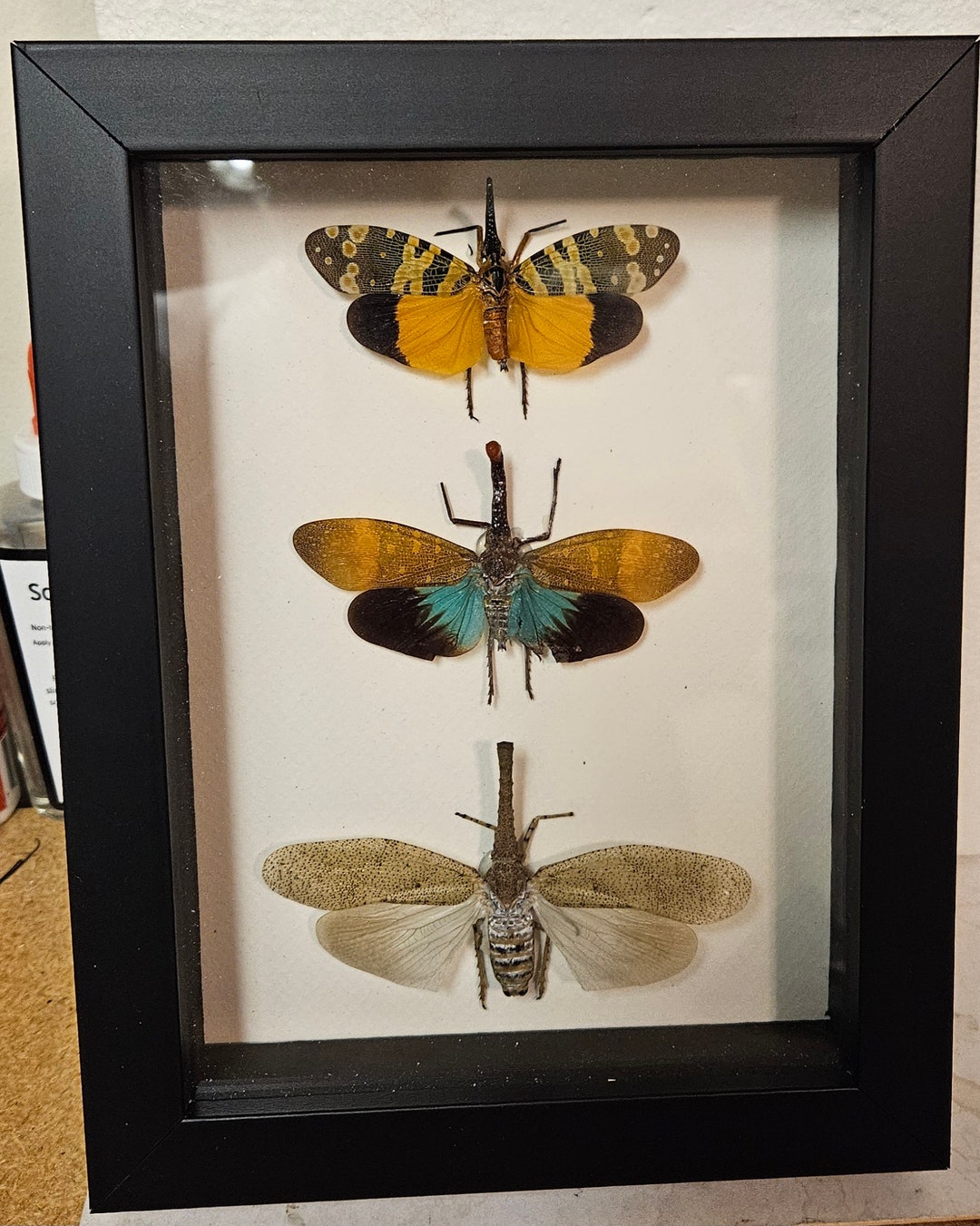 Real Lanternfly/plant Hopper Collection Pryops Astarte Orange Pyrops ...