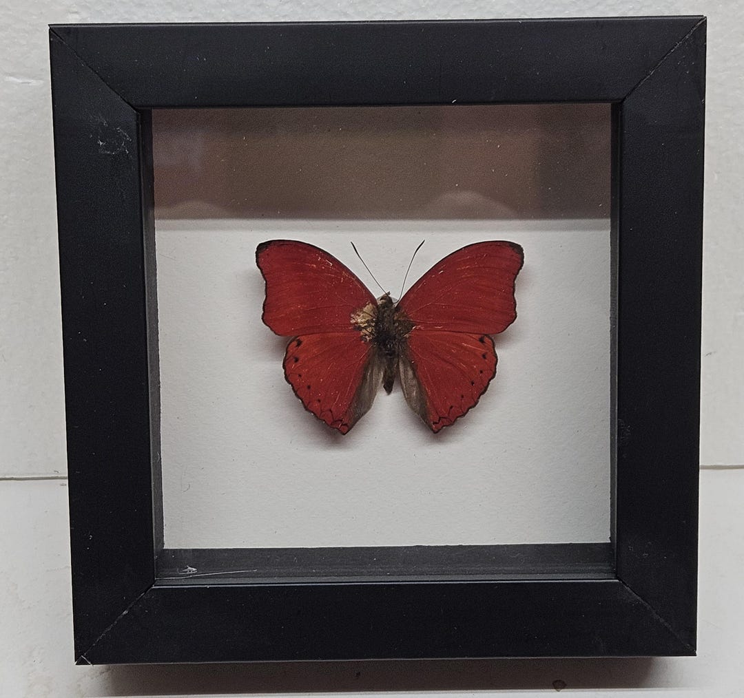 Real Framed Red Glider Butterfly - Etsy