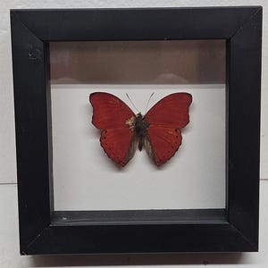 Real Framed Red Glider Butterfly - Etsy