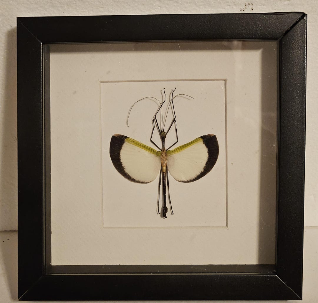 Real Framed Yellow Walking Stick From Southeast Asia - Etsy