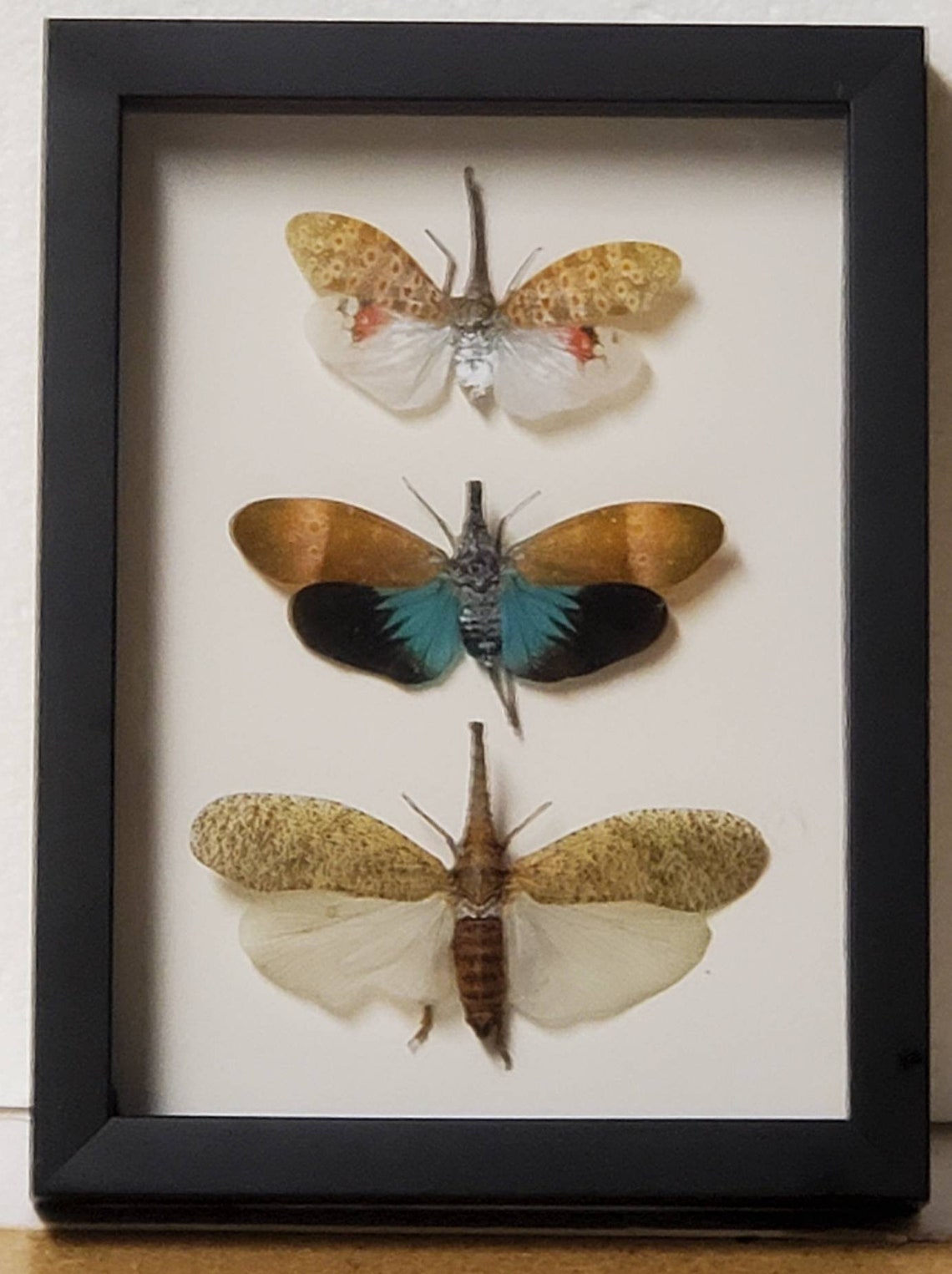 Real lanternfly/plant hopper collection pyrops ovulata pyrops | Etsy