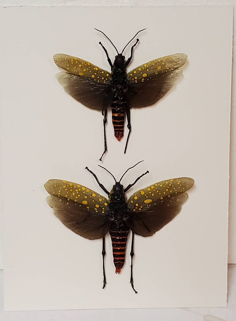 Real Pair Northern Spotted Grasshopper From S.e.asia (aularches ...