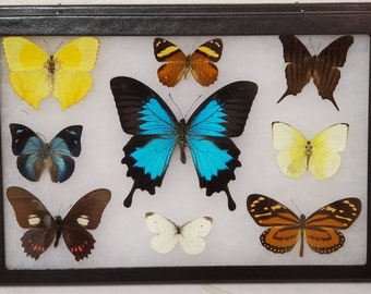 Real Framed World Wide Butterfly Collection 5 | Etsy