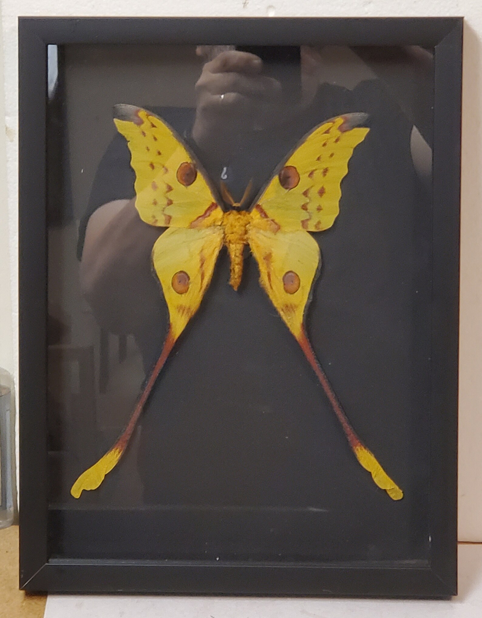 Real Framed Comet Moth M - Etsy