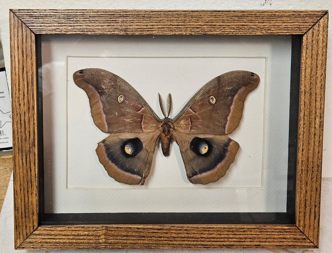 Real Framed Male Polyphemus Moth in Wooden ash Shadow Box Frame - Etsy