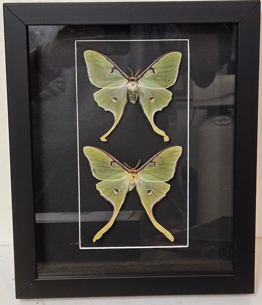 Real Framed Luna Moth (M & F) From North America in Shadow Box Frame - Etsy