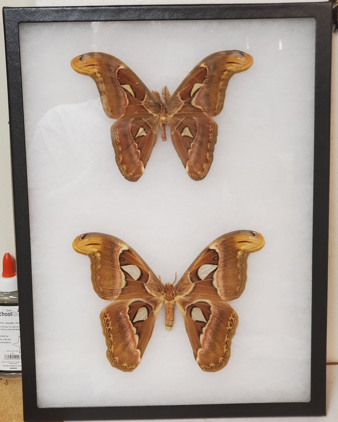 Real Framed Atlas Moths (M&F) From Malaysia - Etsy