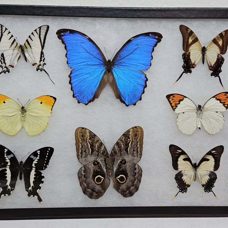 Real Butterfly Framed - Etsy