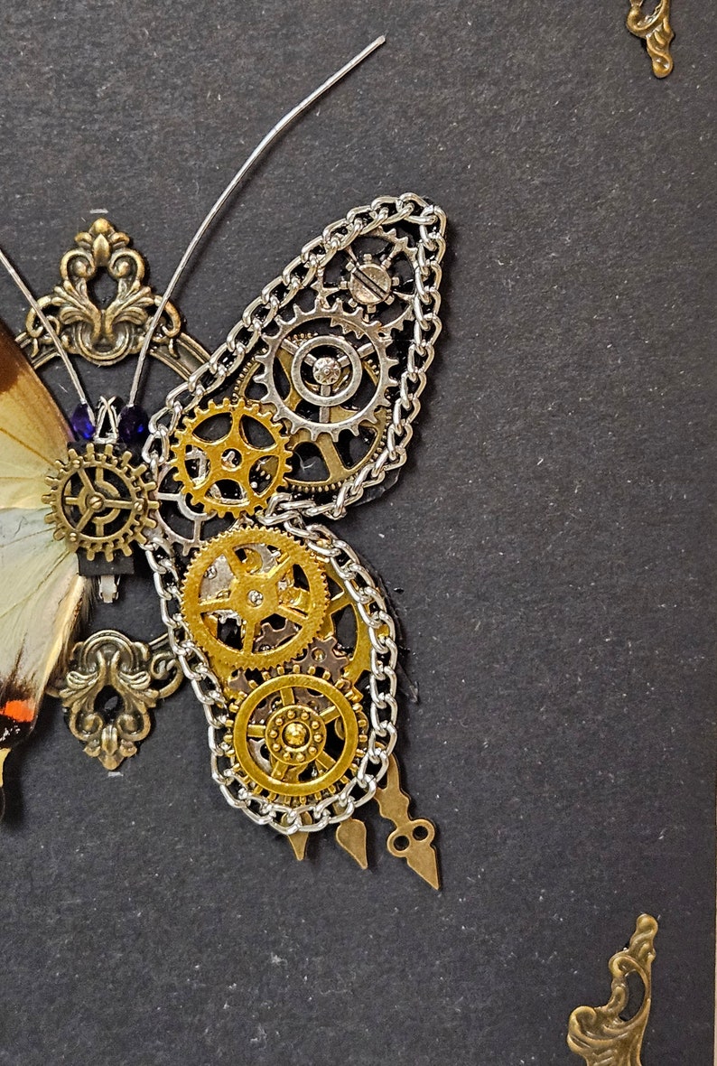 Real Framed Steampunk Swallowtail Non Movable Bio Mechanical Display - Etsy