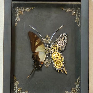 Real Framed Steampunk Swallowtail Non Movable Bio Mechanical Display - Etsy