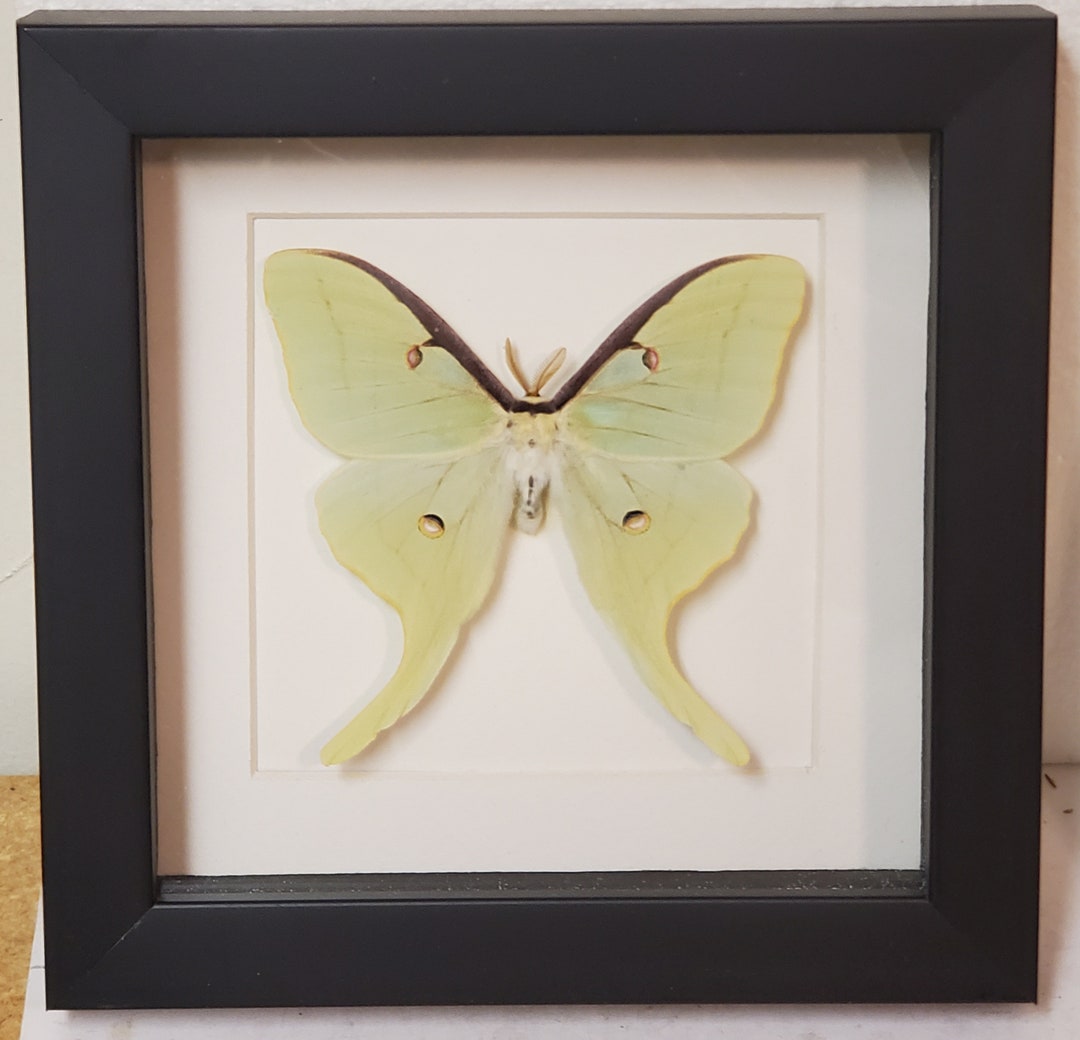 Real Framed Luna Moth Male From North America 3 - Etsy