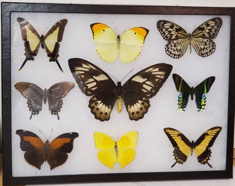 Real Framed World Wide Butterfly Collection 5 | Etsy