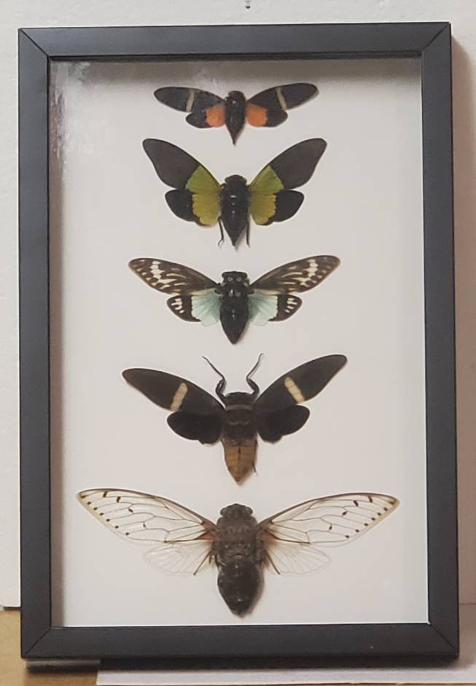 Real framed 5 Cicada collection from Southeast Asia in custom | Etsy
