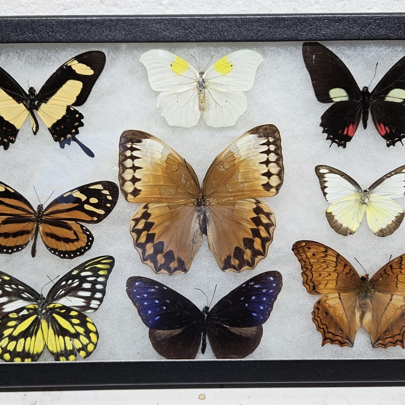 Real Butterfly Framed - Etsy