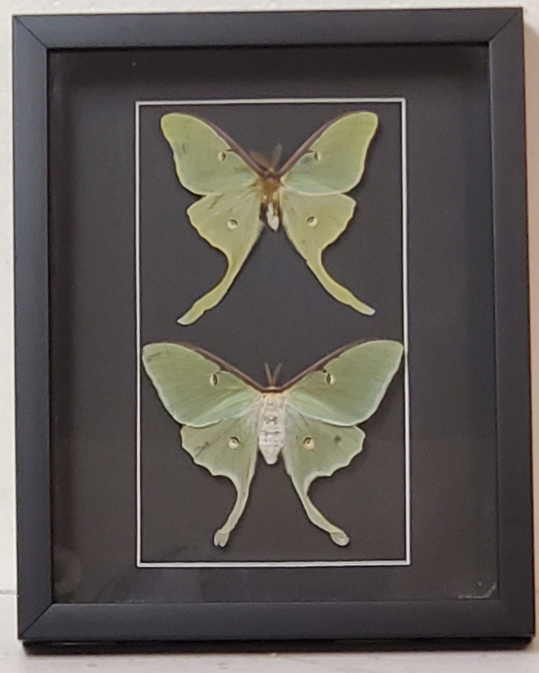 Real Framed Luna Moth M & F From North America in Shadow Box - Etsy