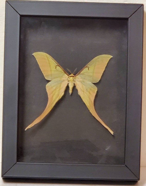 Real Framed Male Pink Spirit Moth Actias Rhodopneuma | Etsy