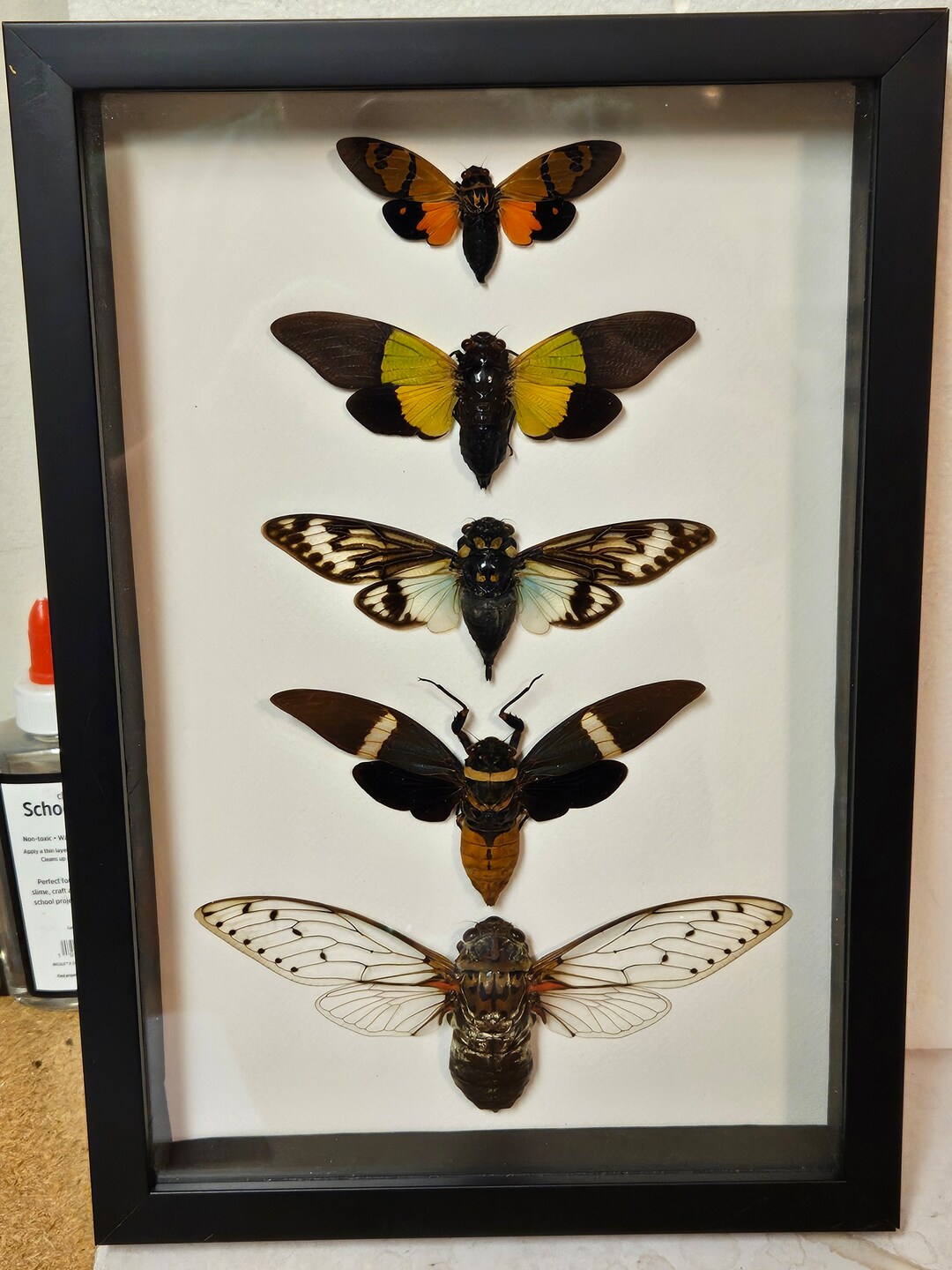 Real Framed 5 Cicada Collection From Southeast Asia in Custom Shadowbox ...