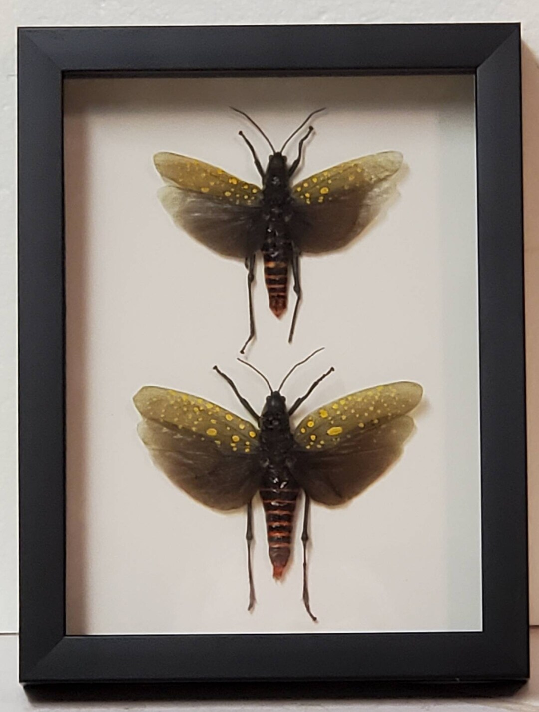 Real Pair Northern Spotted Grasshopper From S.e.asia (aularches ...