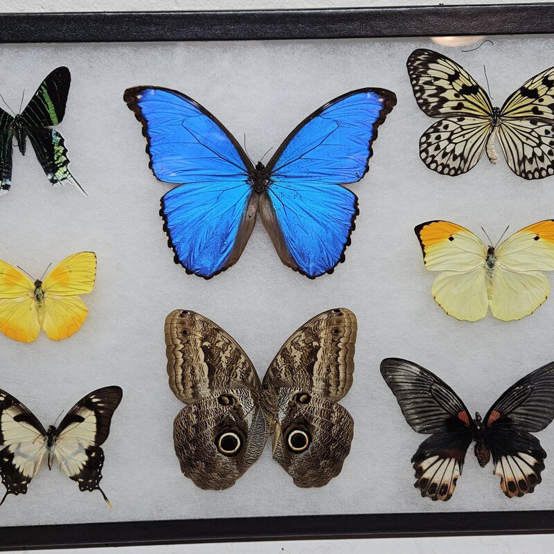 Butterfly Collection - Etsy