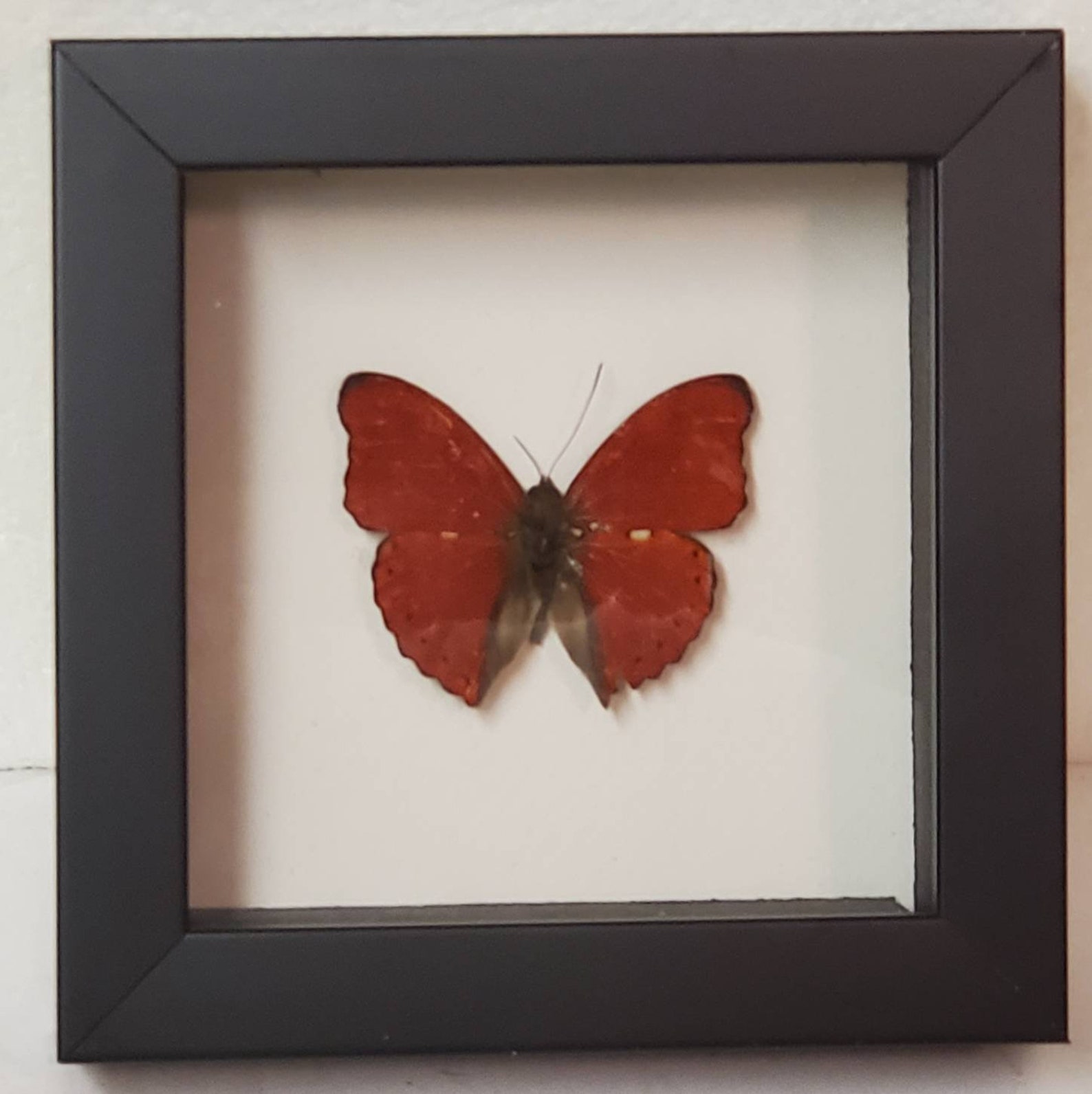 Real framed red glider butterfly | Etsy