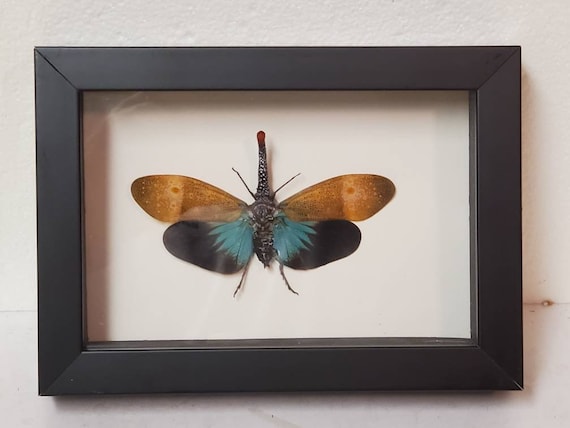 Real Lanternfly/plant Hopper Pyrops Pyrorhyncha From Southeast - Etsy