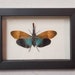 Real Lanternfly/plant Hopper Pyrops Pyrorhyncha From Southeast - Etsy
