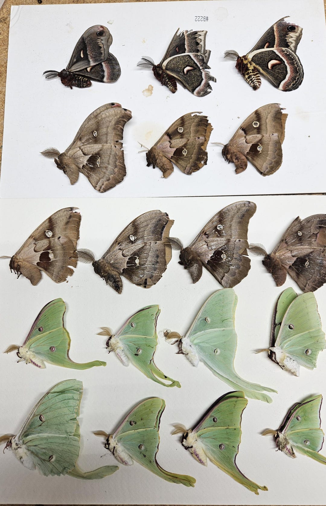 Luna Polyphemus and Cecropia Moths Unmounted Lot of 18 Practice Grade ...