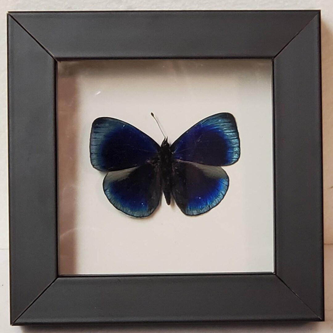 Real Framed Blue Star Sapphire Asterope Butterfly - Etsy
