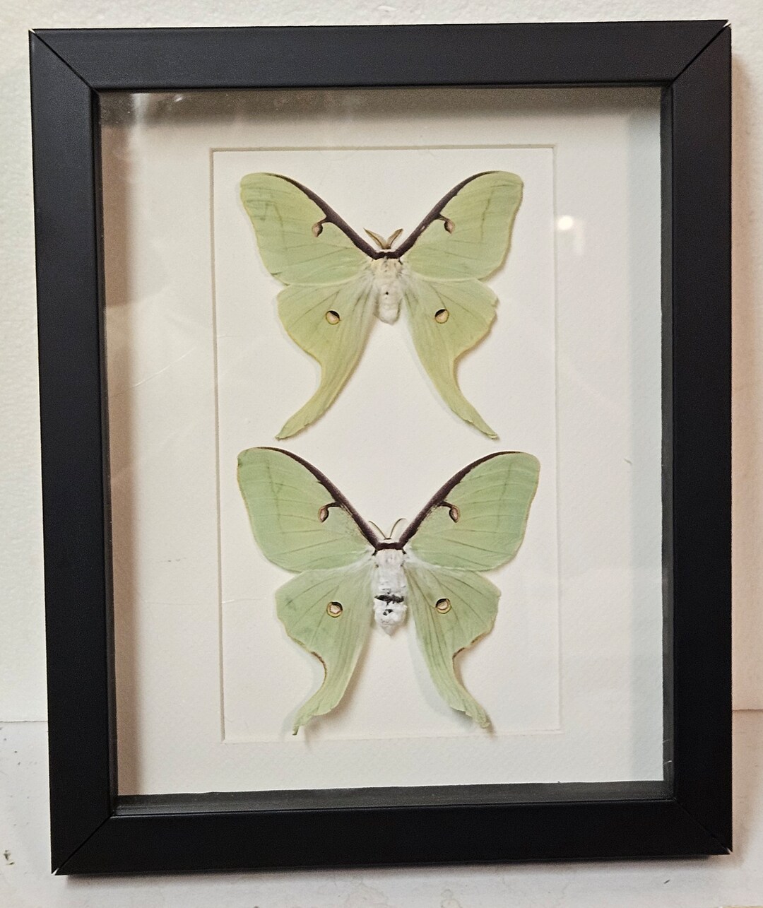 Real Framed Luna Moth (M & F) From North America in Shadow Box Frame #2 ...