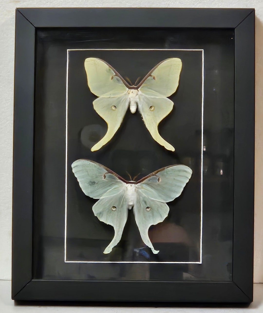 Real Framed Luna Moth M & F From North America in Shadow Box Frame - Etsy
