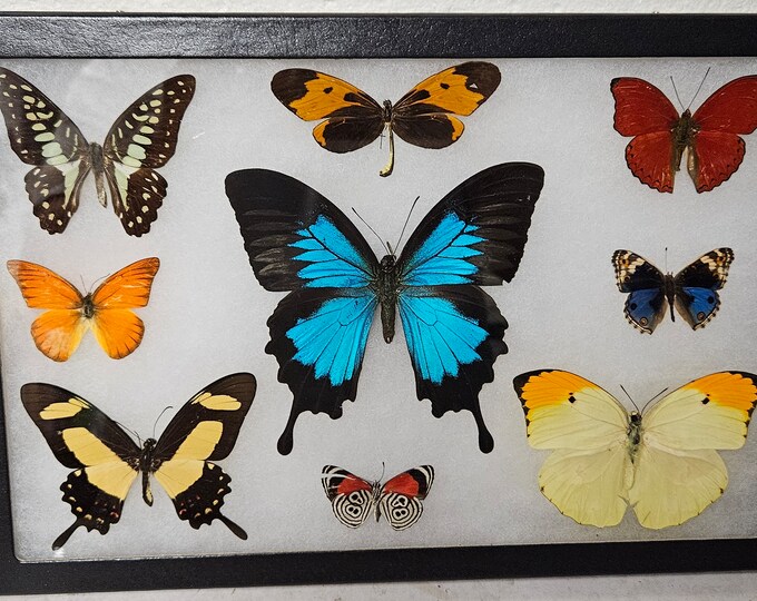 Golden Birdwing Pair// Real Framed Butterfly// Troides Rhadamantus ...