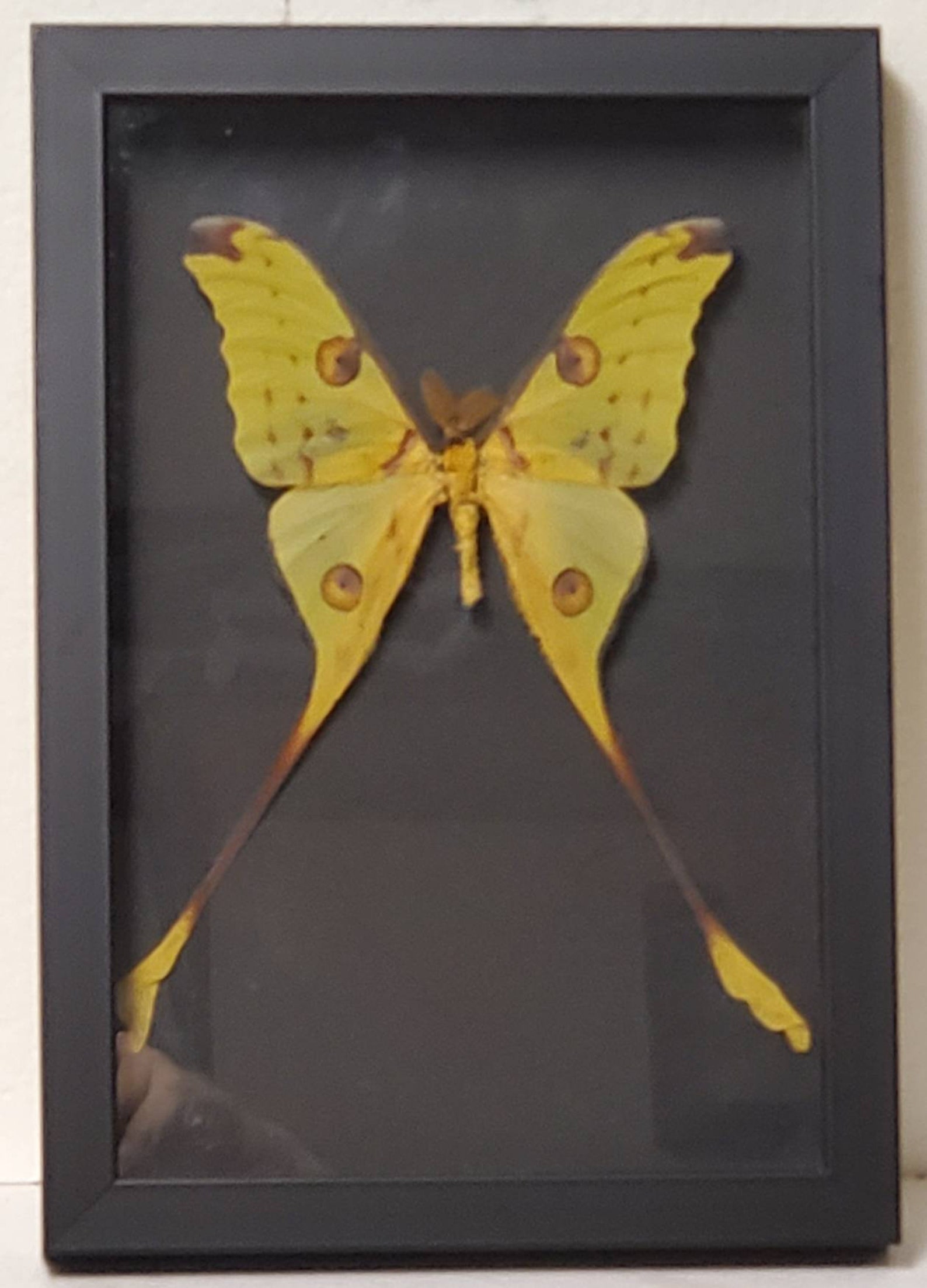 Real Framed Comet Moth M | Etsy
