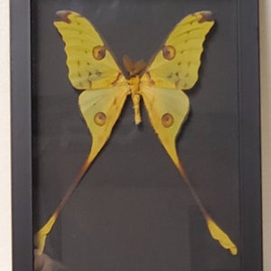 Real Framed Comet Moth M | Etsy