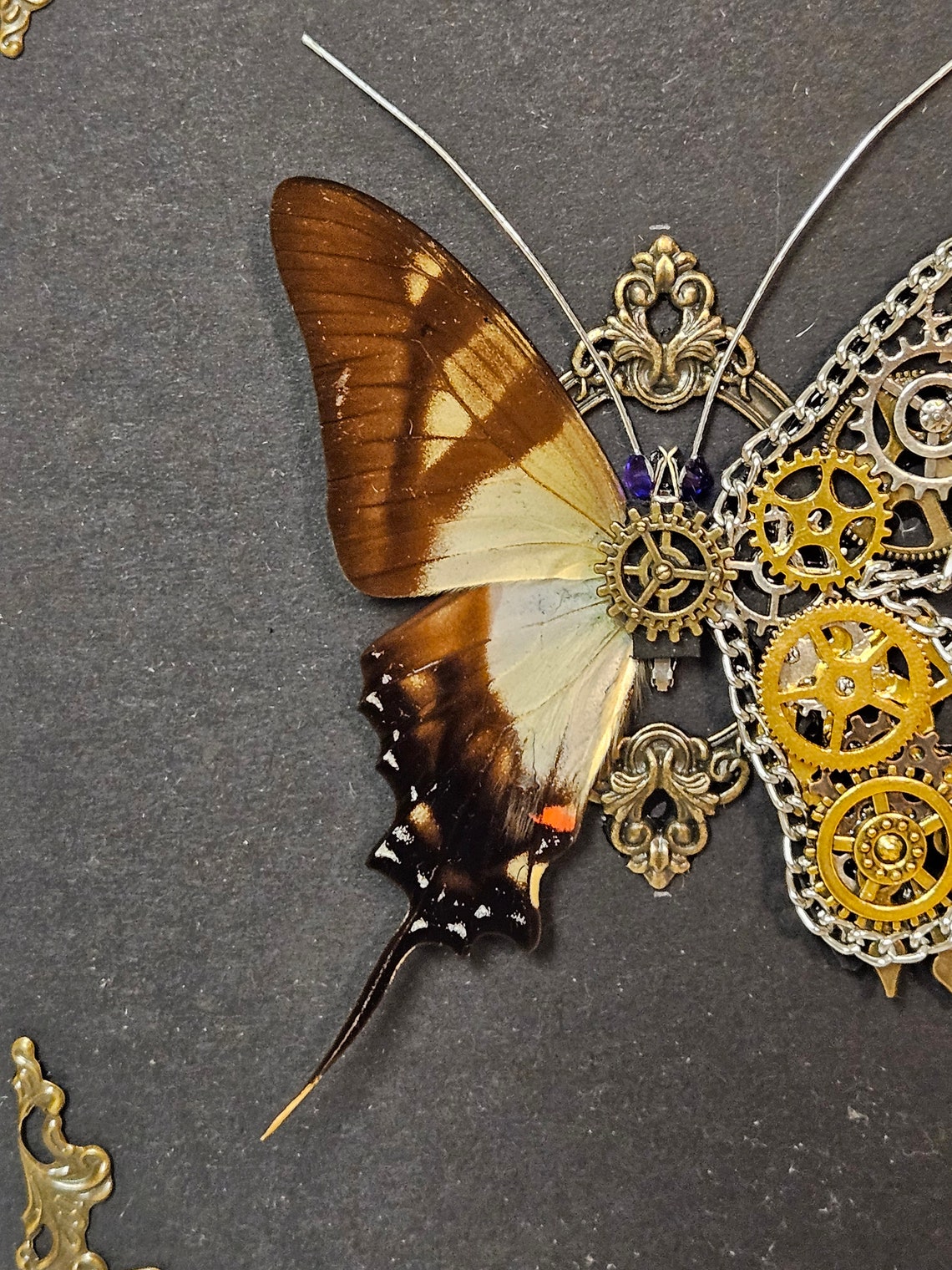 Real Framed Steampunk Swallowtail Non Movable Bio Mechanical Display - Etsy