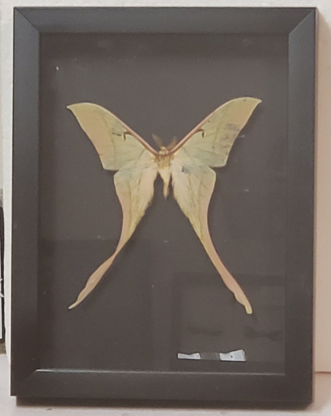 Real Framed Male Pink Spirit Moth Actias Rhodopneuma - Etsy