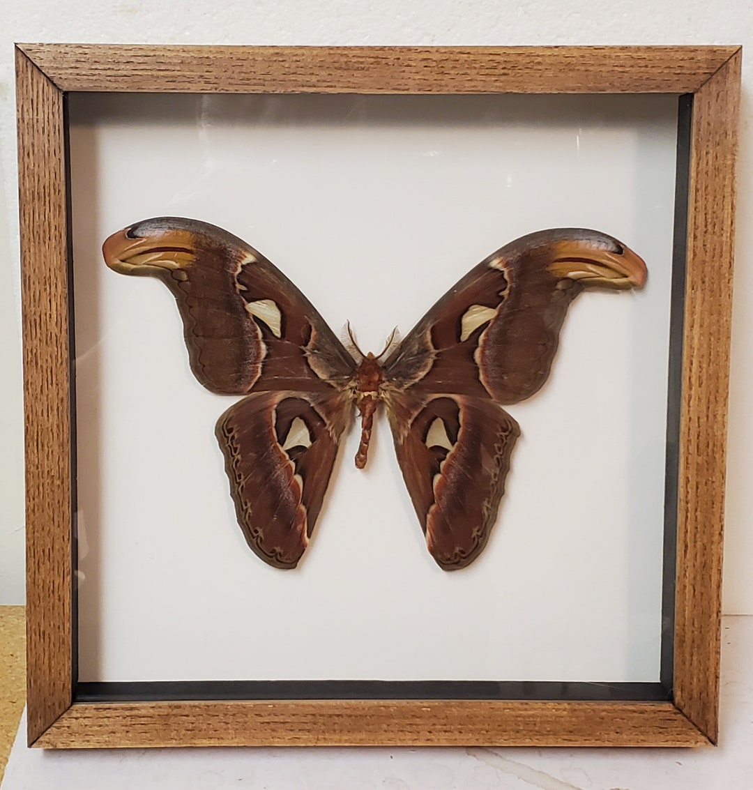 Real Framed Atlas Moth M in Custom Ash Shadowbox Frame - Etsy