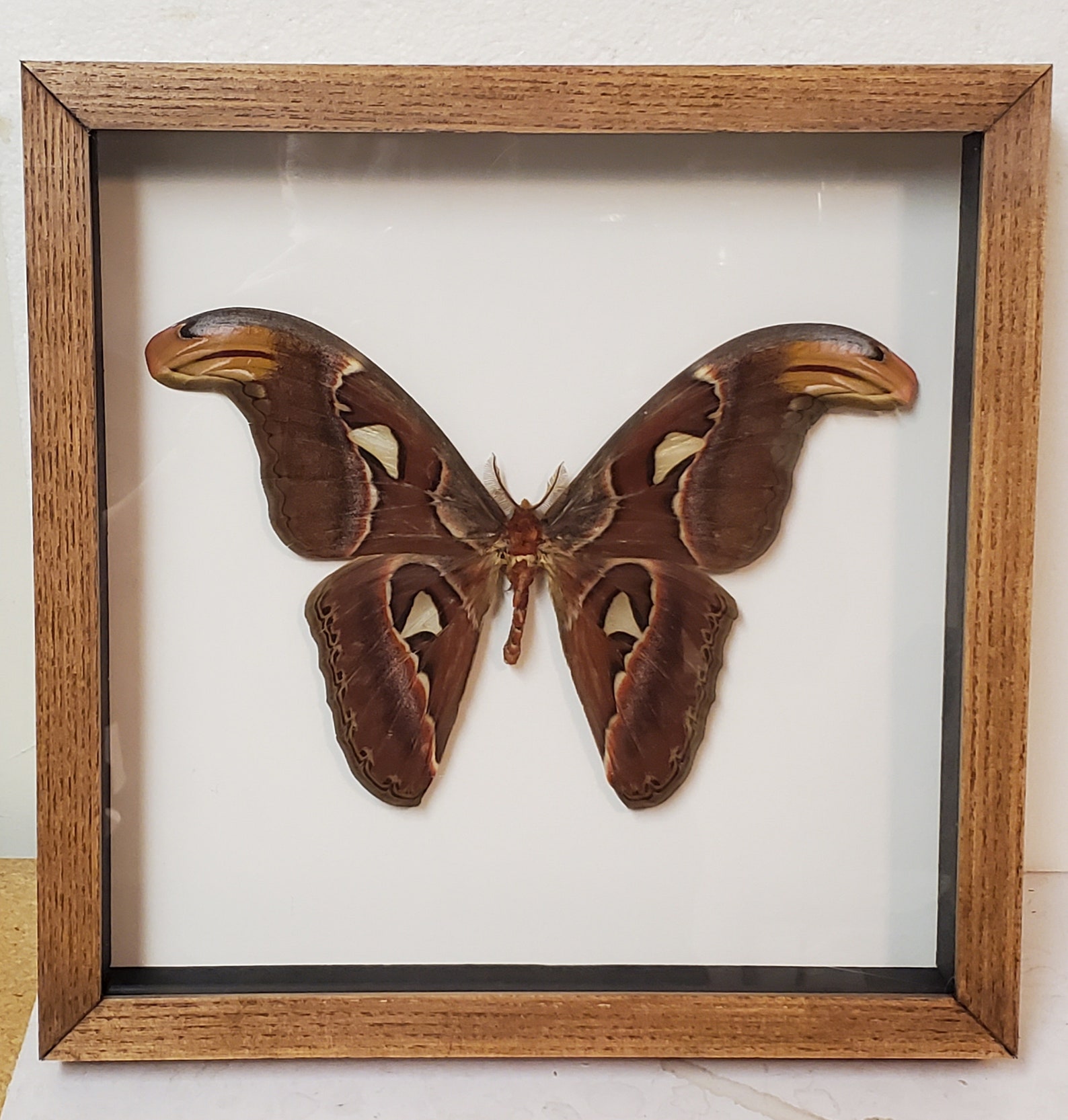 Real Framed Atlas Moth M in Custom Ash Shadowbox Frame - Etsy