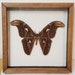 Real Framed Atlas Moth M in Custom Ash Shadowbox Frame - Etsy