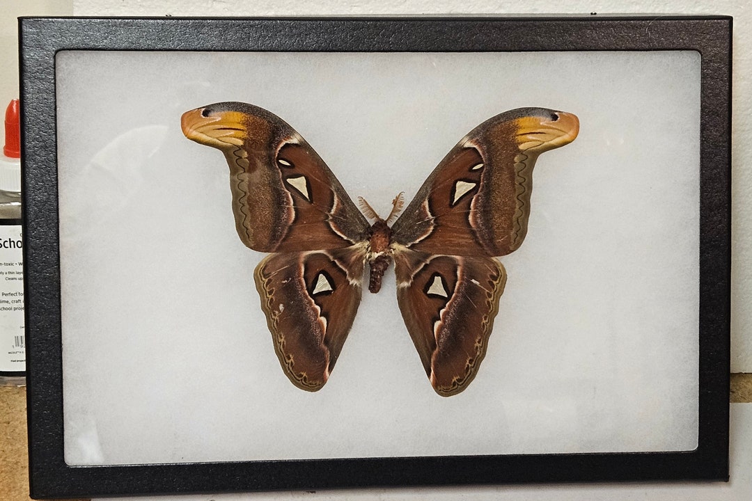 Real Framed Atlas Moth Male From Indonesia in Riker Mount - Etsy
