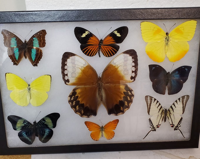 Real Framed World Wide Butterfly Collection 5 - Etsy