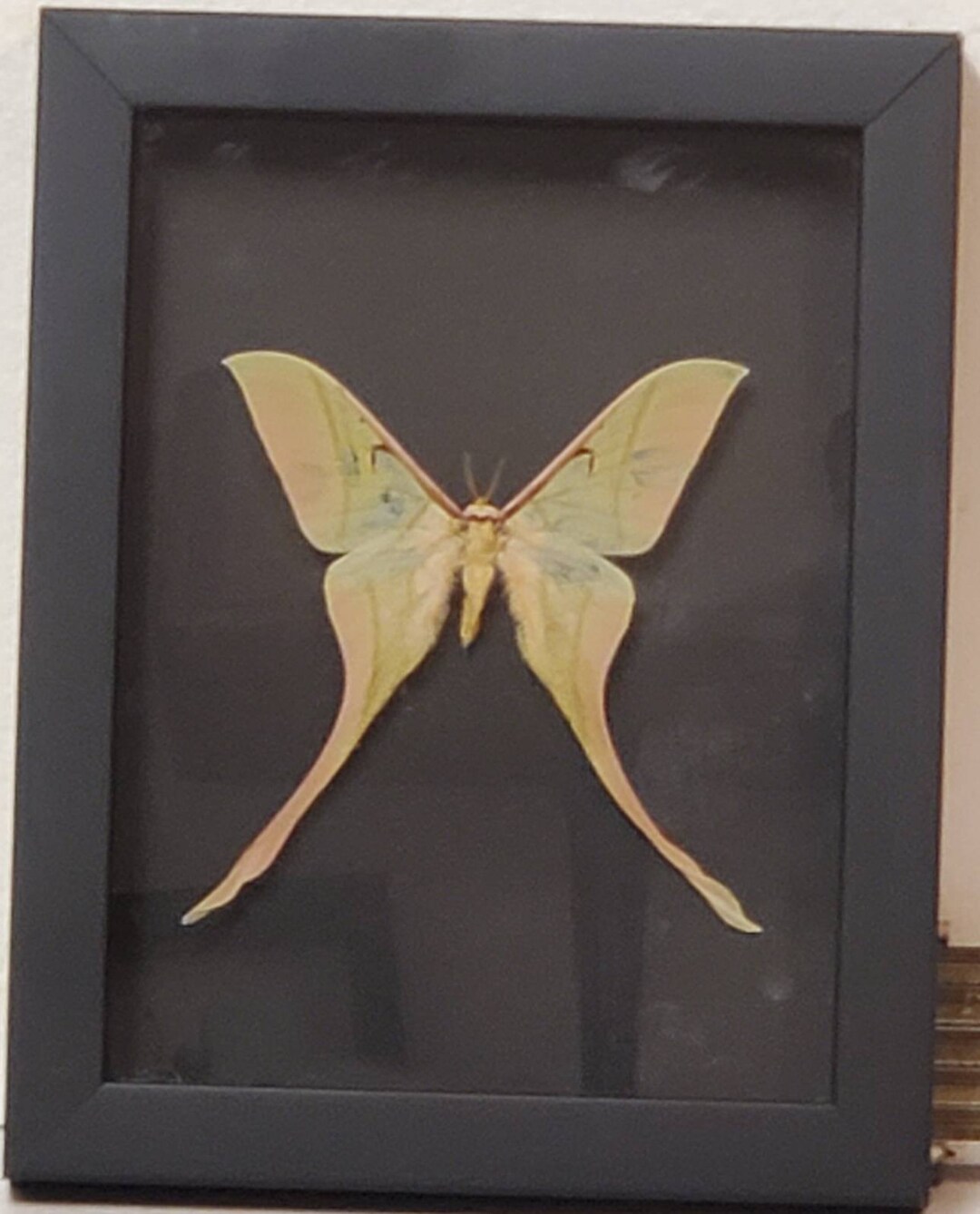 Real Framed Male Pink Spirit Moth Actias Rhodopneuma - Etsy