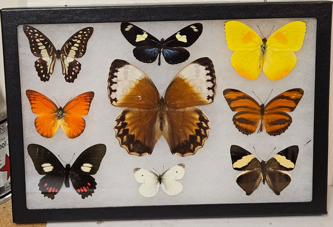 Real Framed World Wide Butterfly Collection 5 - Etsy